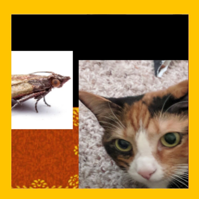 Pay to Win | Tetra Game Wiki | Fandom