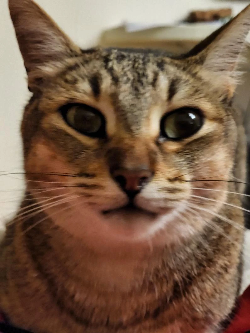 Chester | TGTD Wiki | Fandom