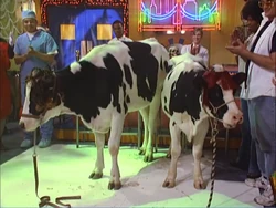 Cow Raven and Cow Chelsea | That's So Raven wiki | Fandom