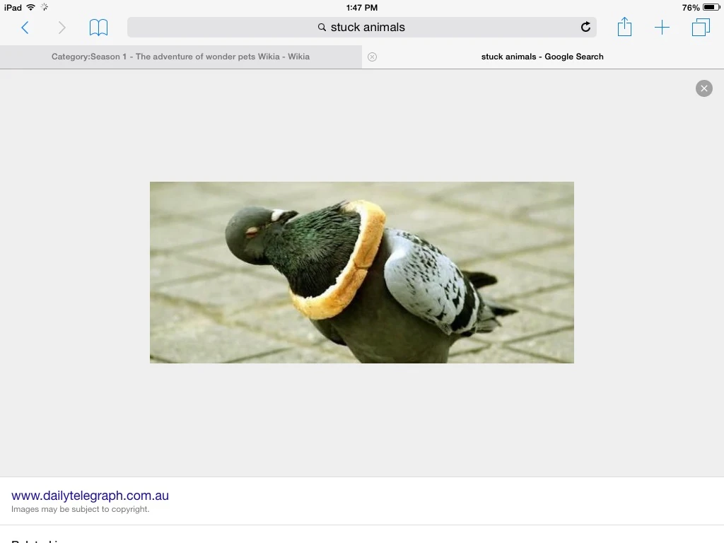 Save the pigeon | The adventure of wonder pets Wikia | Fandom