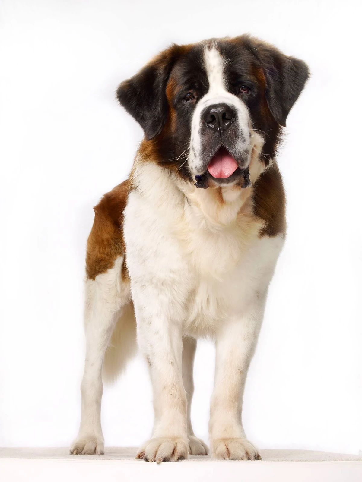 Beethoven the Dog | The Adventures of Leah Thompson Wiki | Fandom