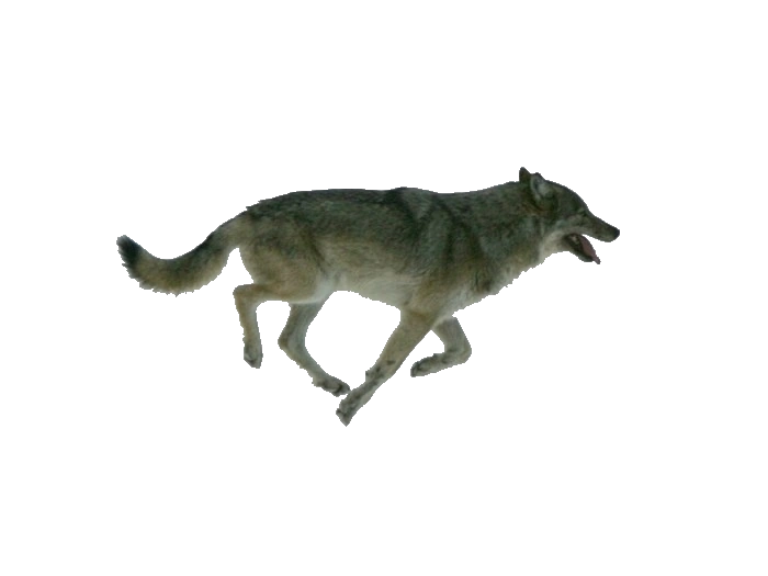 Anguta | The Adventures of the Gladiators of Cybertron Wiki | Fandom