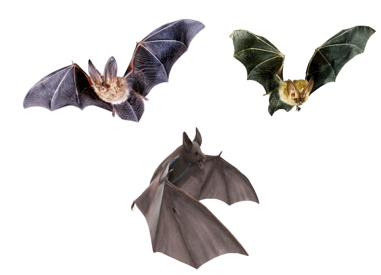 Minyades | The Adventures of the Gladiators of Cybertron Wiki | Fandom