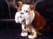 Churchill | The advert mascot show Wiki | Fandom