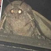 Entity 4 - "Deathmoths" | The Afonsy Database Wiki | Fandom