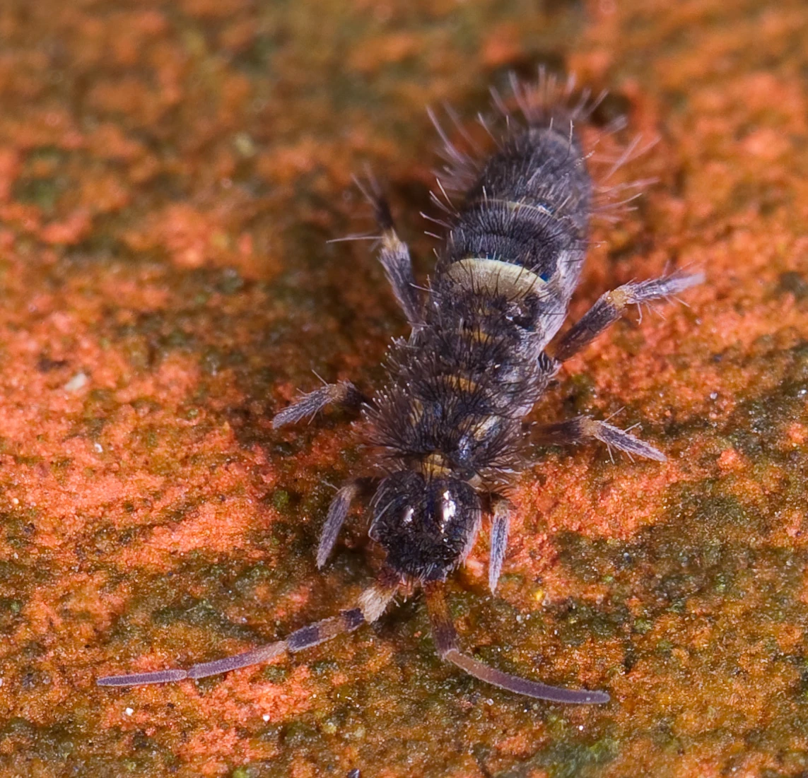 Springtails | The After Wiki | Fandom