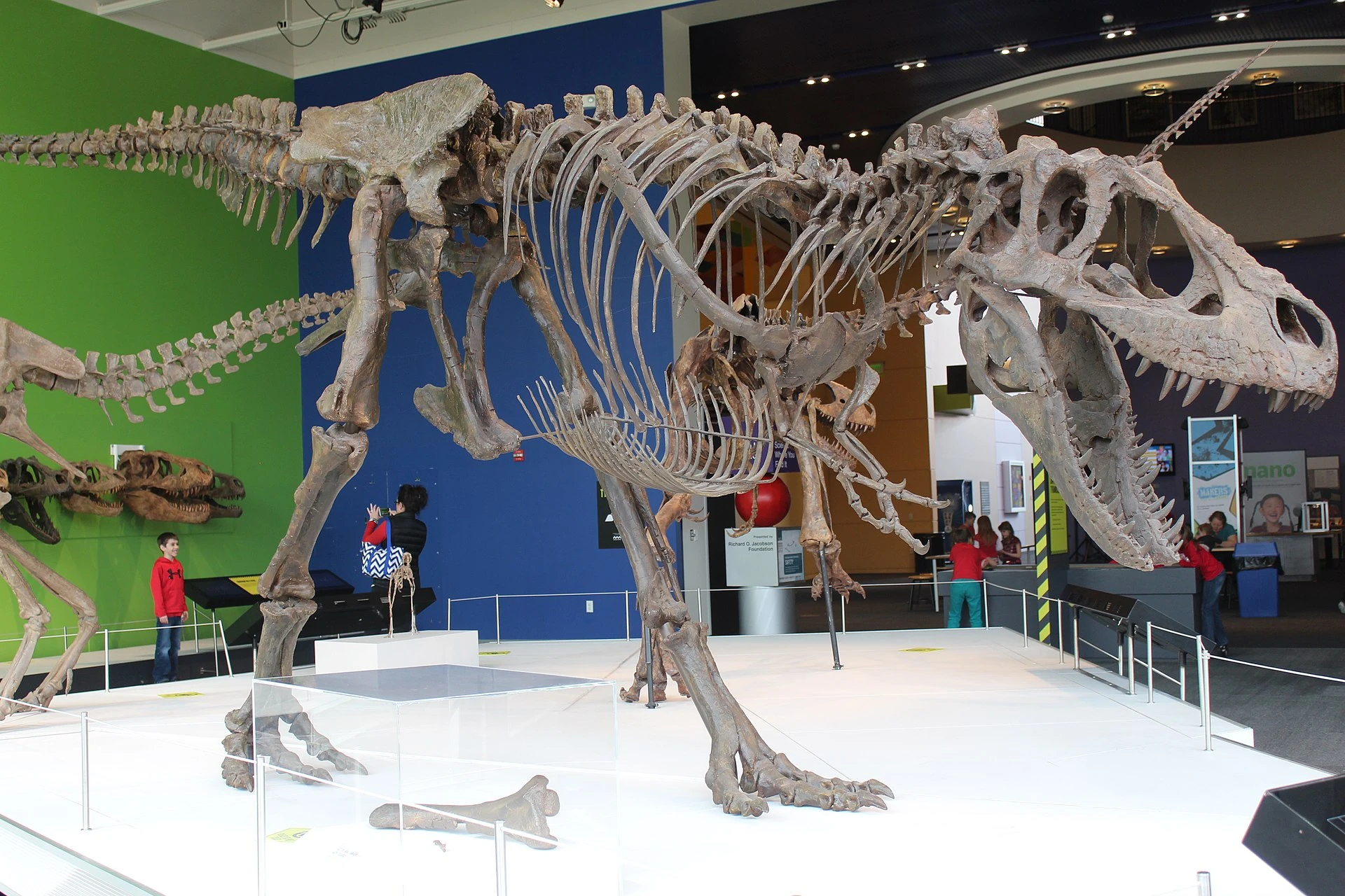 Daspletosaurus Skeleton