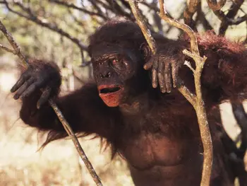 Australopithecus | The Age of Trilogy Wiki | Fandom