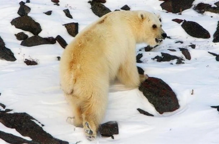 Grolar Bear | The Alllozoic Project Wiki | Fandom