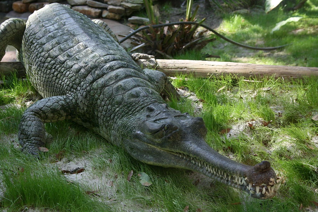 Crocodilia | The Alllozoic Project Wiki | Fandom