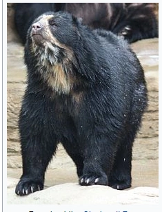 Spectacled Bear | The amazing Bears Wiki | Fandom