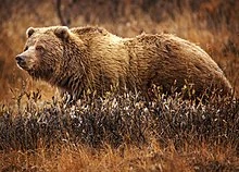 Grizzly Bear | The amazing Bears Wiki | Fandom