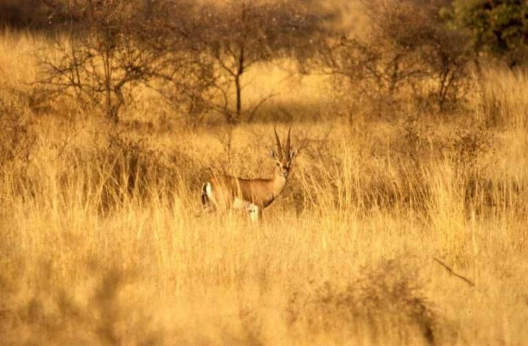 Chinkara | Animal Galleries Wiki | Fandom