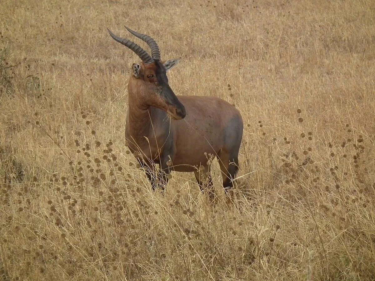Topi | Animal Galleries Wiki | Fandom