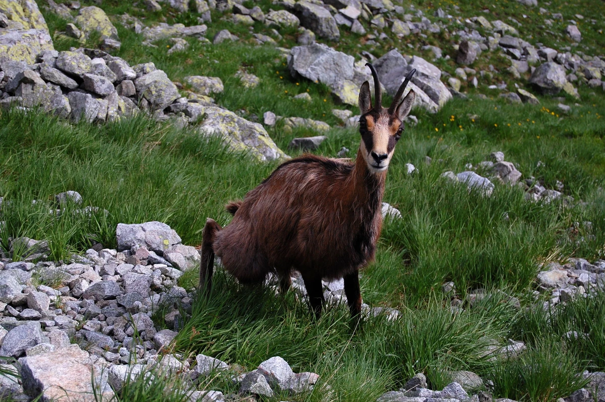 Chamois | Animal Galleries Wiki | Fandom