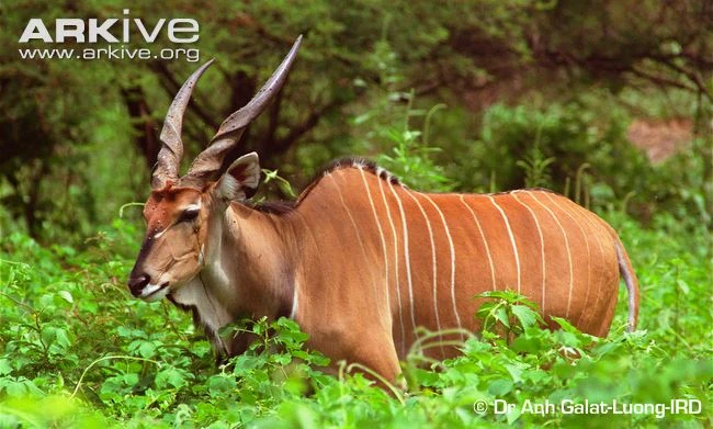Giant Eland | Animal Galleries Wiki | Fandom