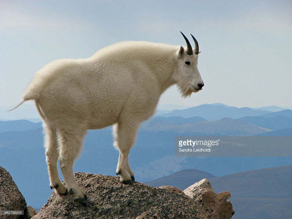 Mountain Goat | Animal Galleries Wiki | Fandom