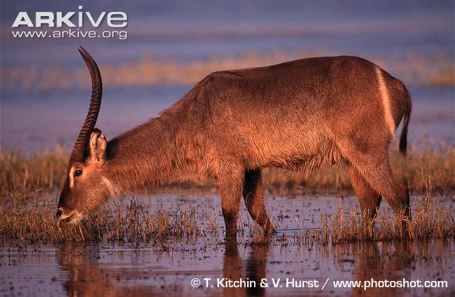 Waterbuck | Animal Galleries Wiki | Fandom
