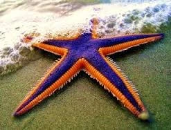 Royal Starfish | The animal Wiki | Fandom