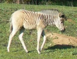 Rau's quagga | The animal Wiki | Fandom