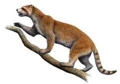 Parailurus | The animal Wiki | Fandom