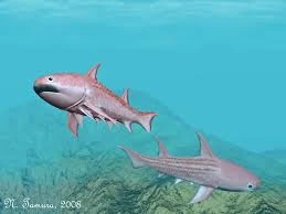 Diplacanthus | The animal Wiki | Fandom