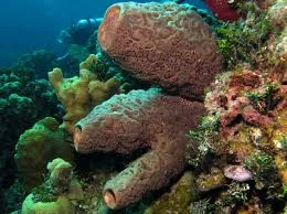 Brain Sponge | The animal Wiki | Fandom