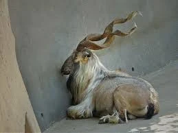 Markhor | The animal Wiki | Fandom