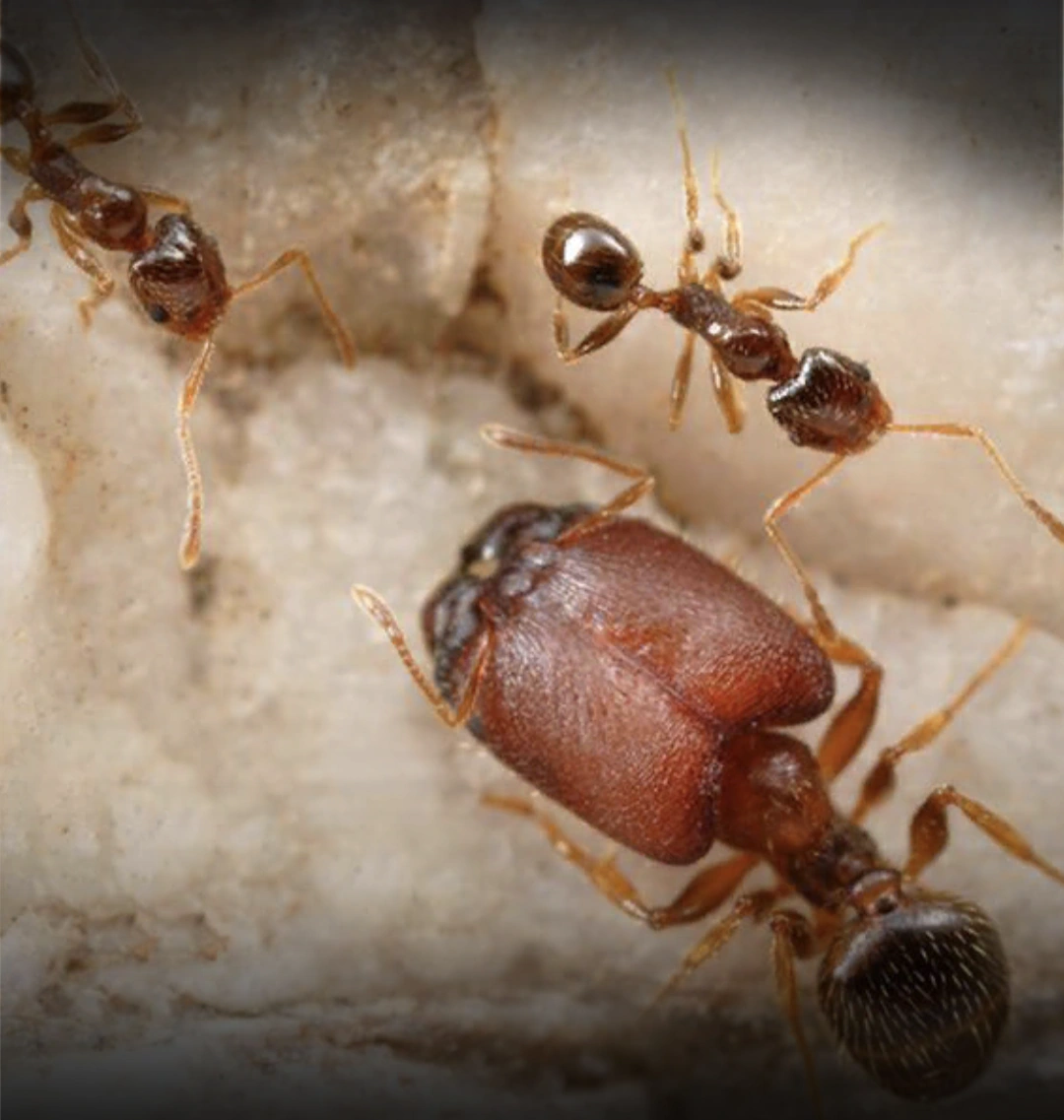 Pheidole Tepicana | The Ants: Underground Kingdom Wiki | Fandom