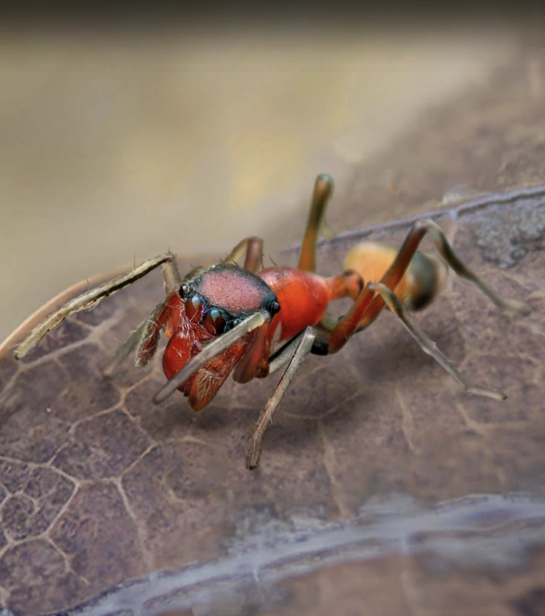 Crimson Pearl | The Ants: Underground Kingdom Wiki | Fandom