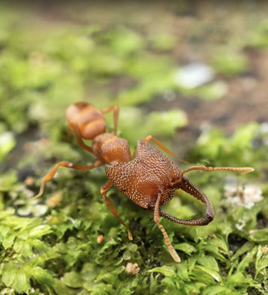 Wise Berserker | The Ants: Underground Kingdom Wiki | Fandom