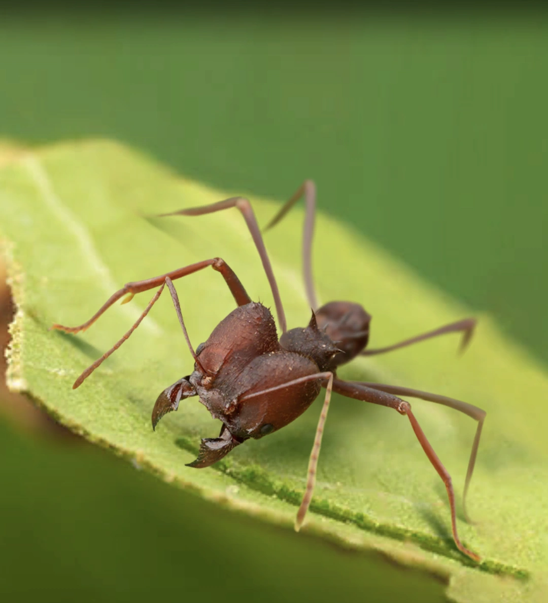 Atta Leafcutter | The Ants: Underground Kingdom Wiki | Fandom