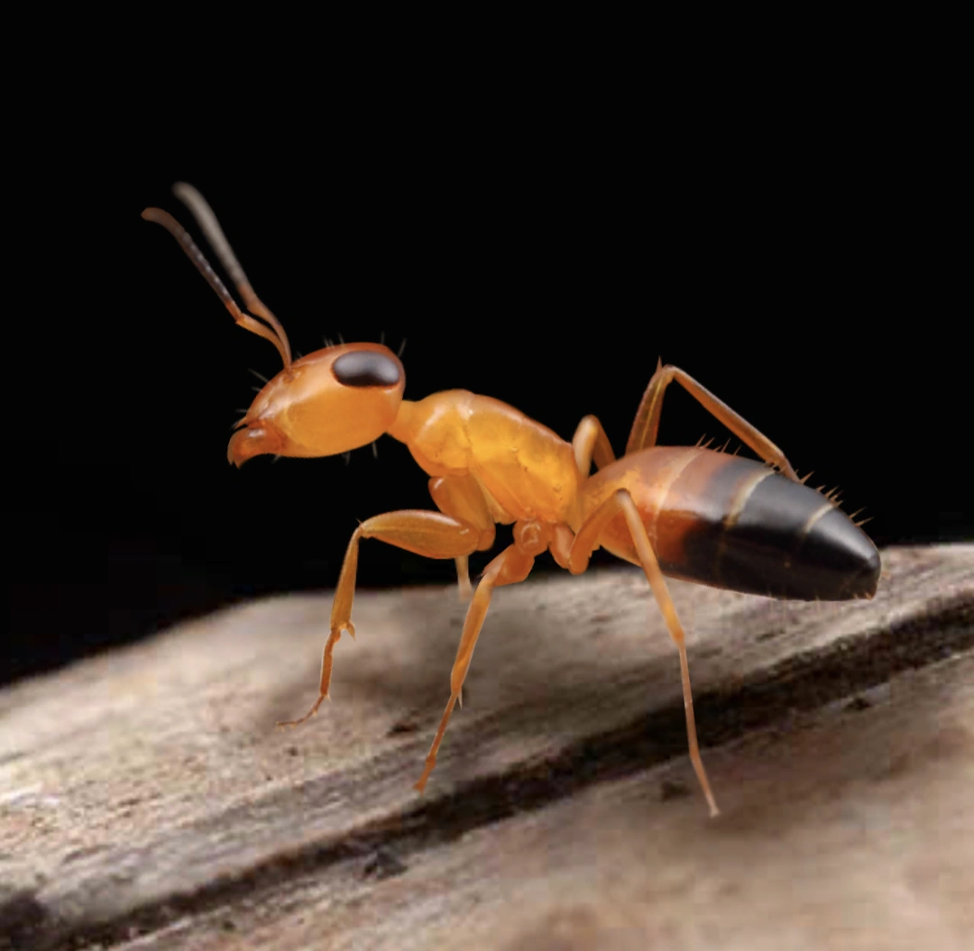 Strober | The Ants: Underground Kingdom Wiki | Fandom