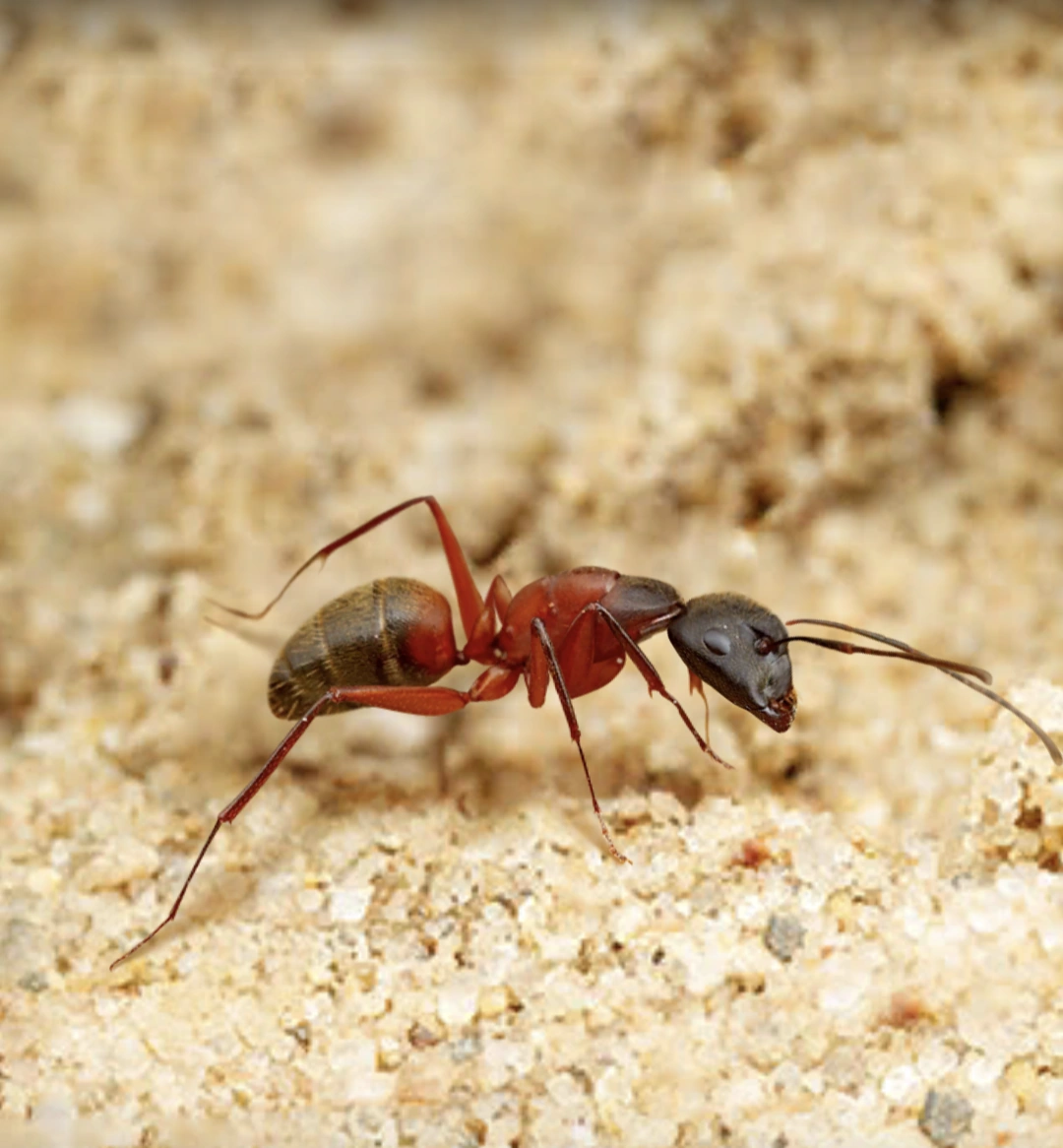 Crimson Fragger | The Ants: Underground Kingdom Wiki | Fandom