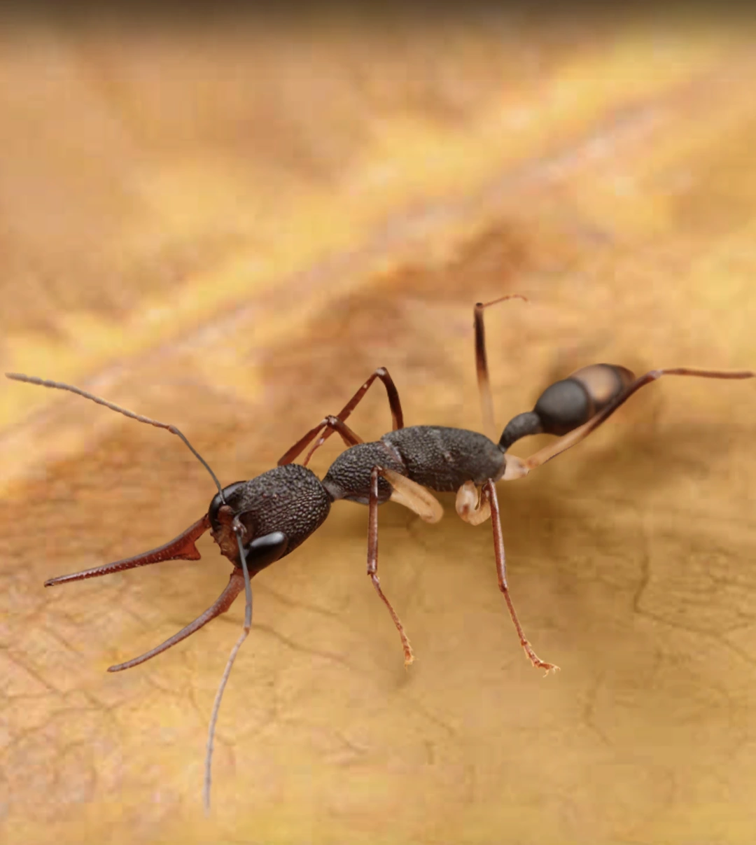 Guard General | The Ants: Underground Kingdom Wiki | Fandom