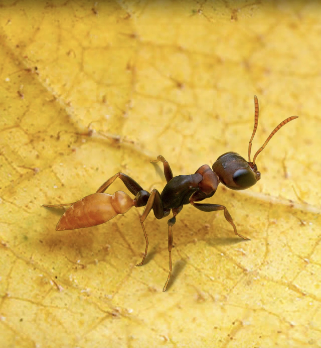 Nimble Tree Ant | The Ants: Underground Kingdom Wiki | Fandom