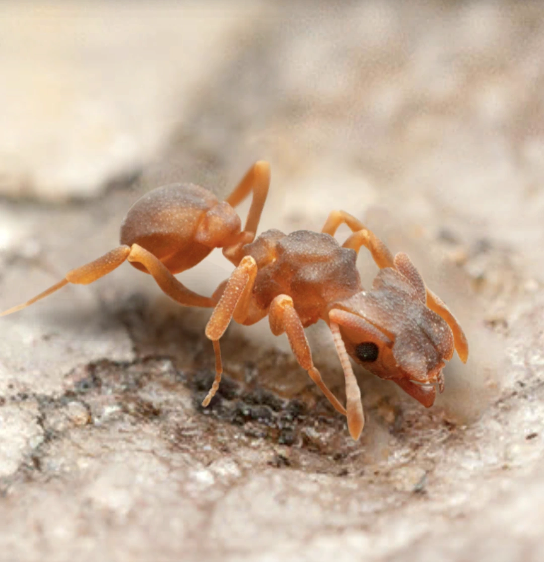 Rock Bandit | The Ants: Underground Kingdom Wiki | Fandom