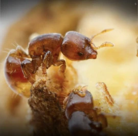 Melissotarsus Weissi | The Ants: Underground Kingdom Wiki | Fandom