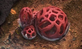 Evolution Fungi | The Ants: Underground Kingdom Wiki | Fandom