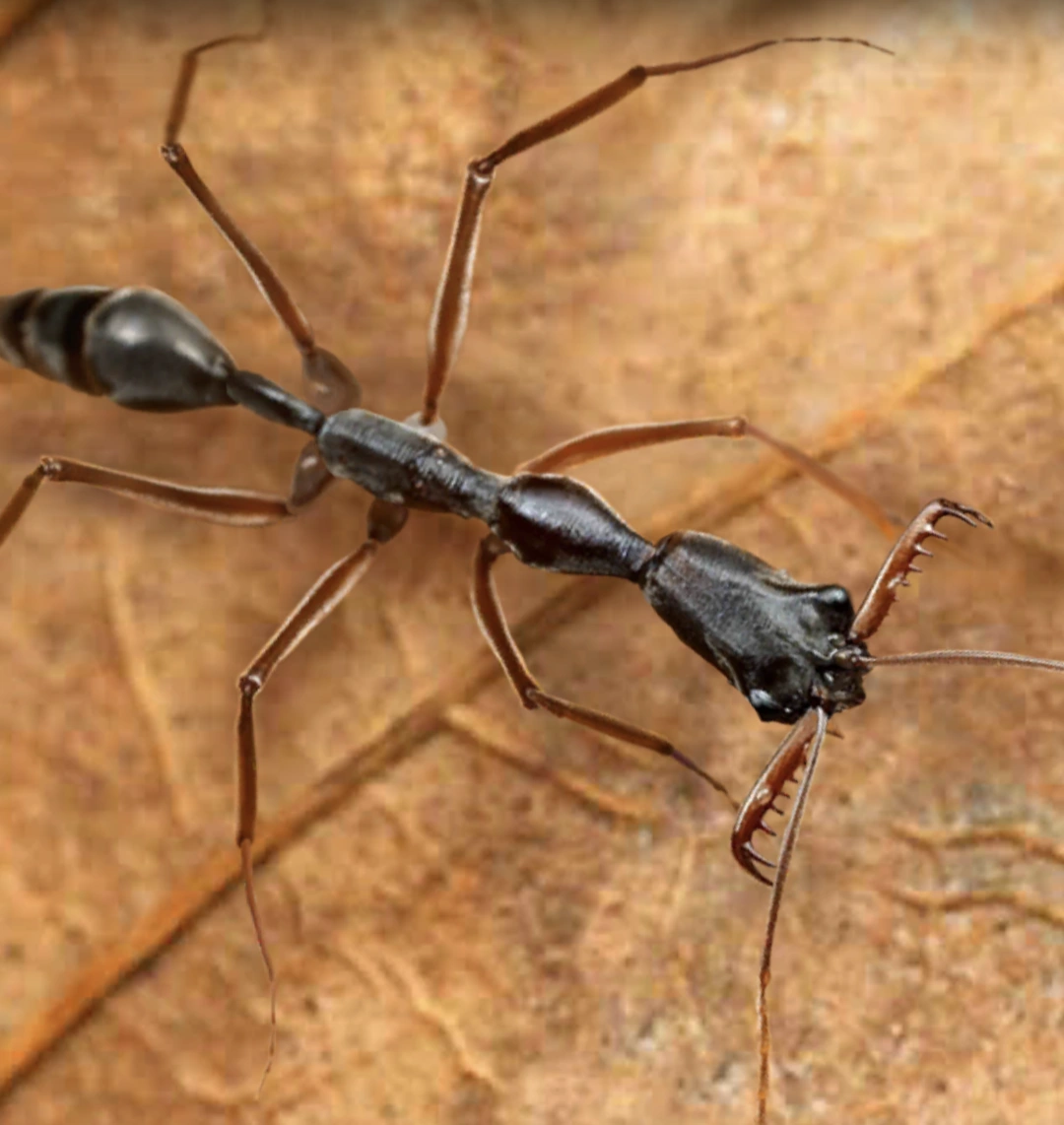 Giant Tooth | The Ants: Underground Kingdom Wiki | Fandom