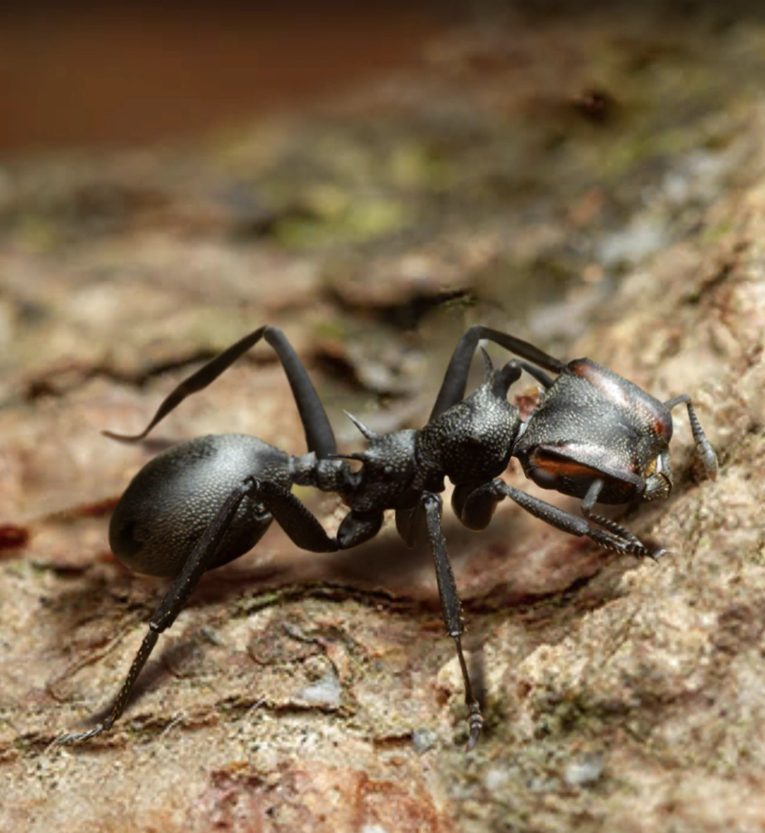 Atratus Glider | The Ants: Underground Kingdom Wiki | Fandom