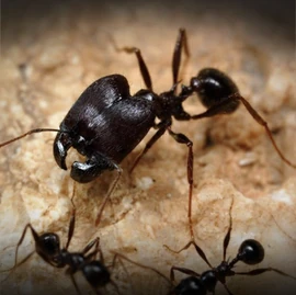 Pheidole rhea | The Ants: Underground Kingdom Wiki | Fandom