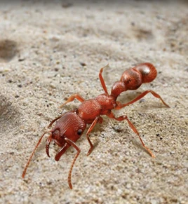 Ruby Slender | The Ants: Underground Kingdom Wiki | Fandom