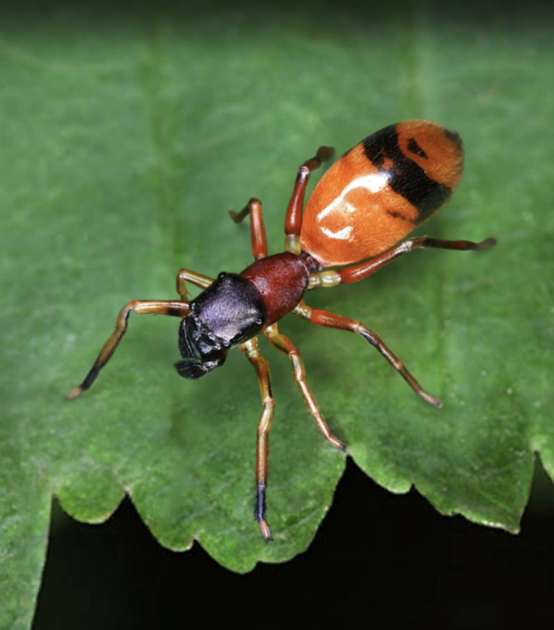 Myrmarachne Formicaria | The Ants: Underground Kingdom Wiki | Fandom