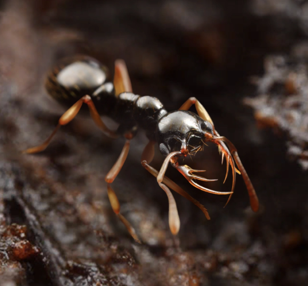 Reap Master | The Ants: Underground Kingdom Wiki | Fandom