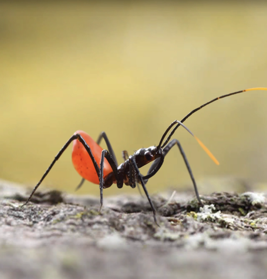 Shikaree Master | The Ants: Underground Kingdom Wiki | Fandom