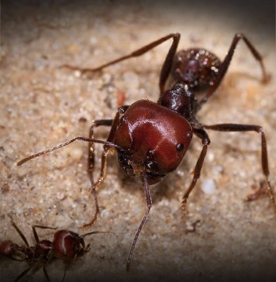 Messor Cephalotes | The Ants: Underground Kingdom Wiki | Fandom