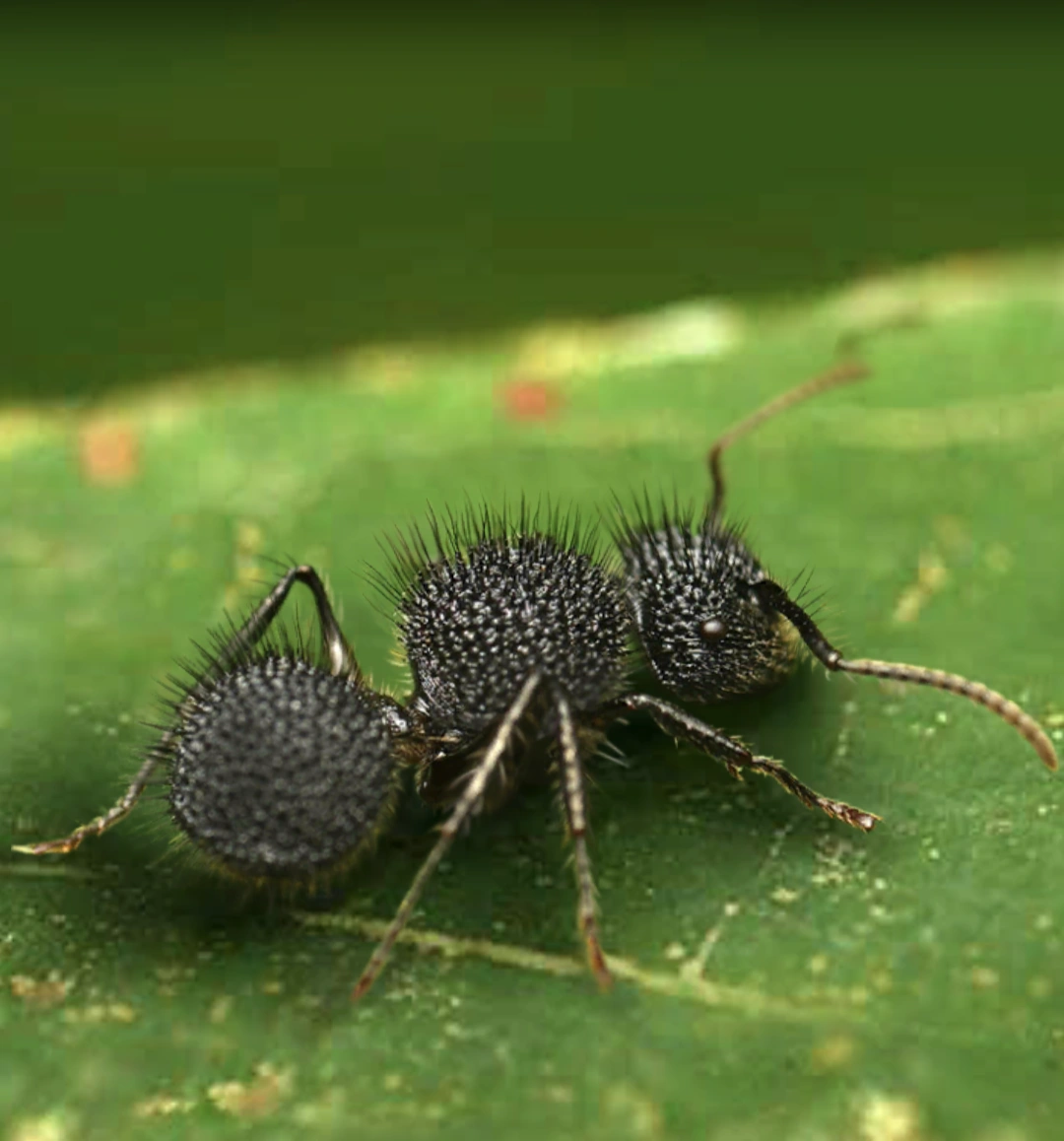 Urchin Ant | The Ants: Underground Kingdom Wiki | Fandom