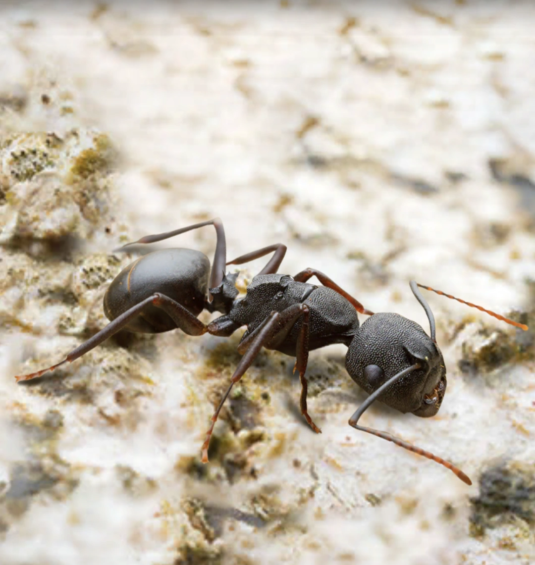 Dusky Lurker | The Ants: Underground Kingdom Wiki | Fandom