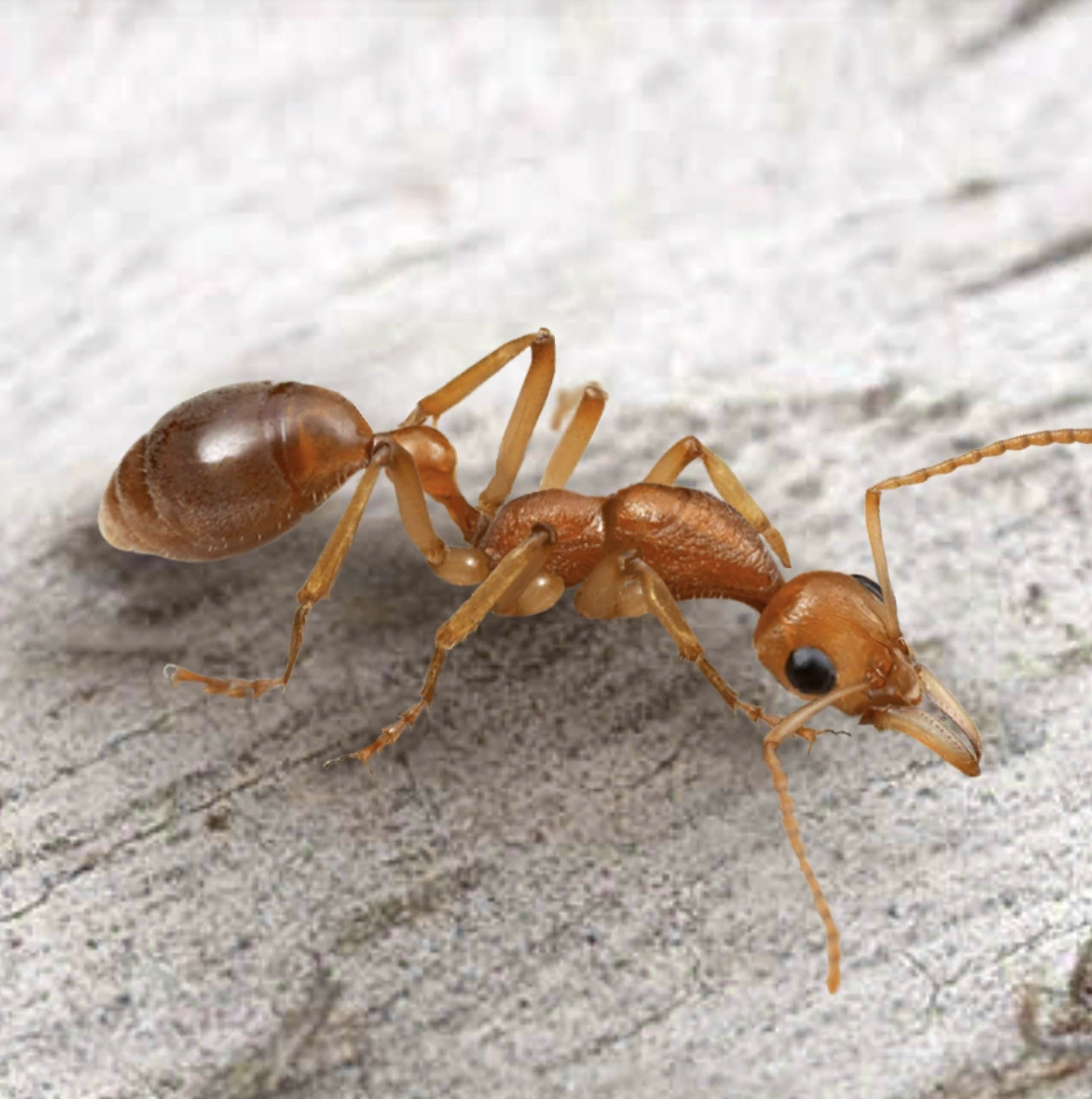 Dinosaur Ant | The Ants: Underground Kingdom Wiki | Fandom